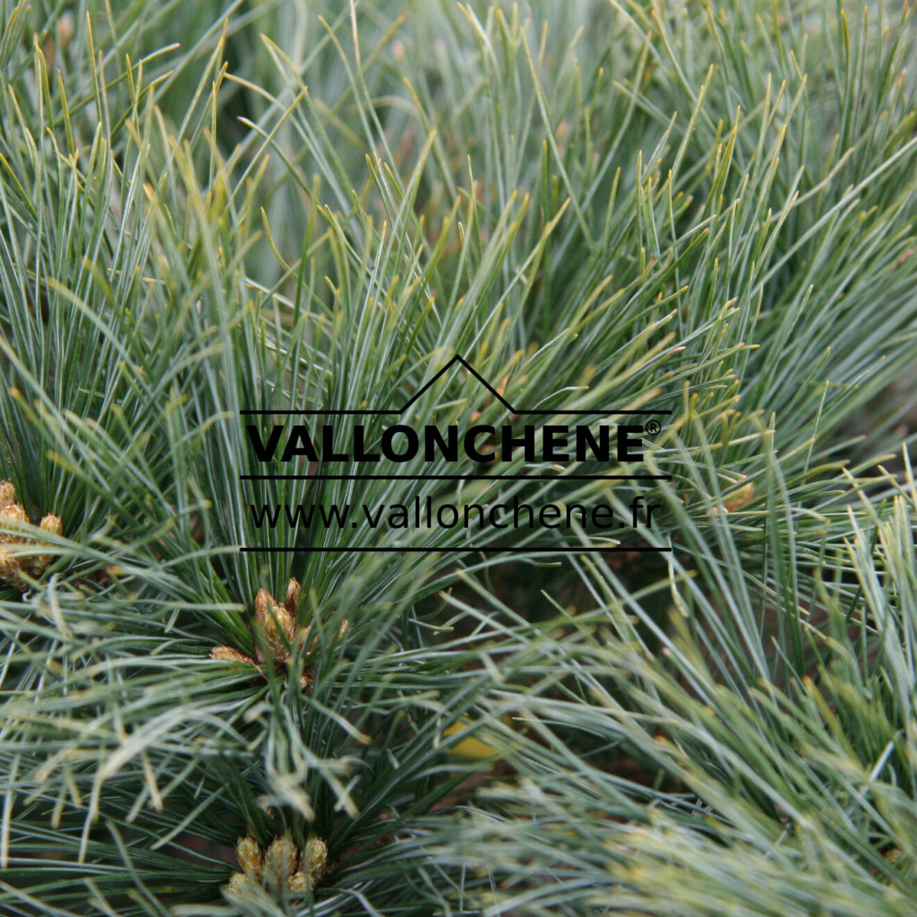 PINUS strobus 'Minima' - pin blanc