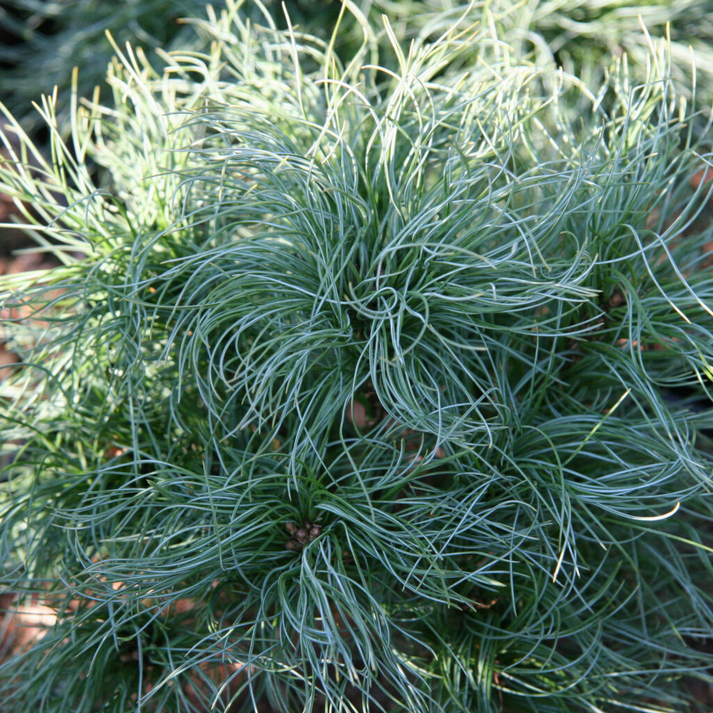 PINUS strobus 'Squiggles' - eastern white pine