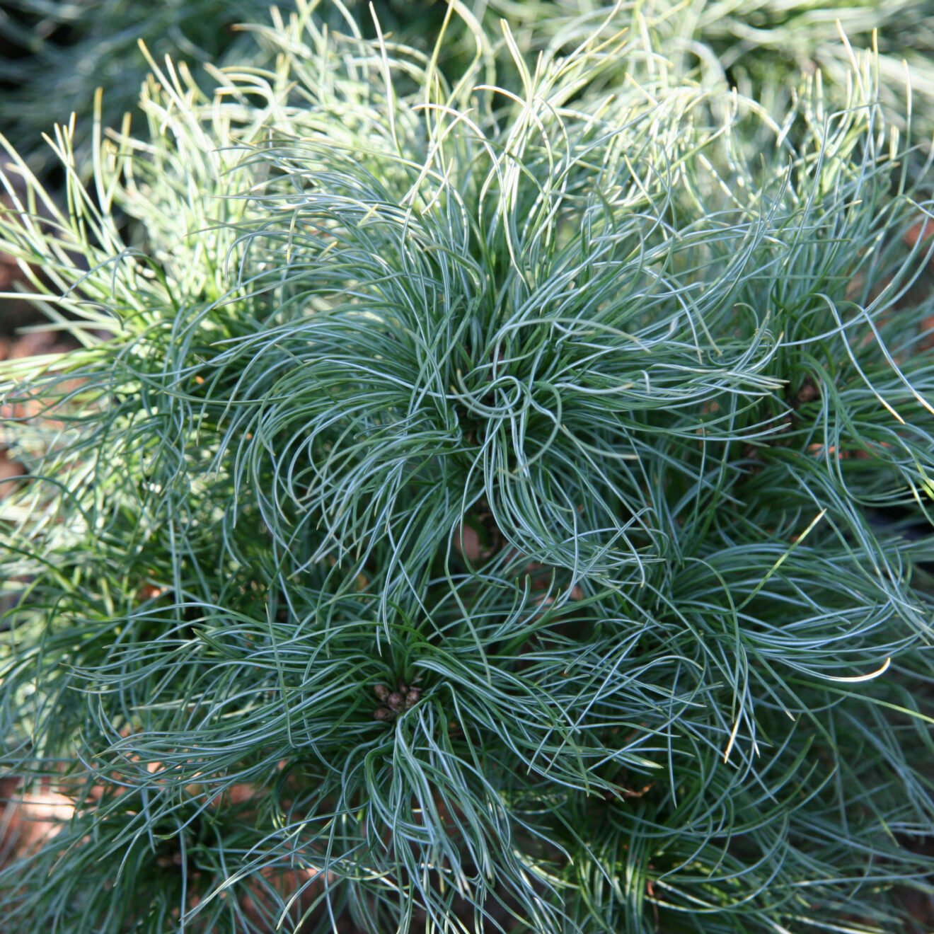 PINUS strobus 'Squiggles' - eastern white pine