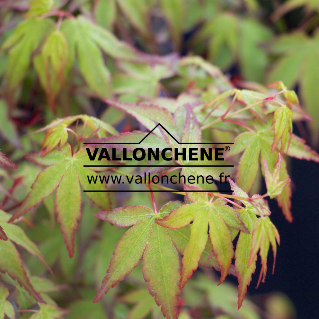 ACER palmatum 'Beni Otome'