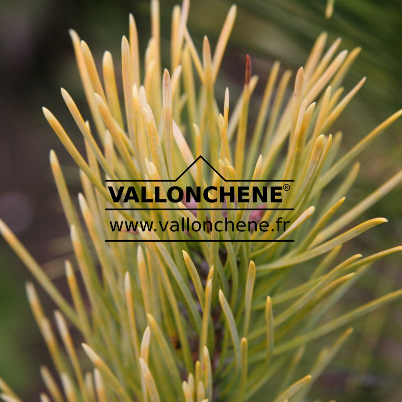 PINUS sylvestris 'Aurea' - pin sylvestre doré