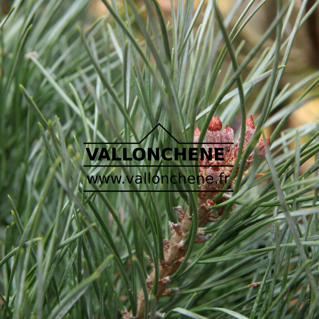 PINUS sylvestris 'Chantry Blue' - Scots pine