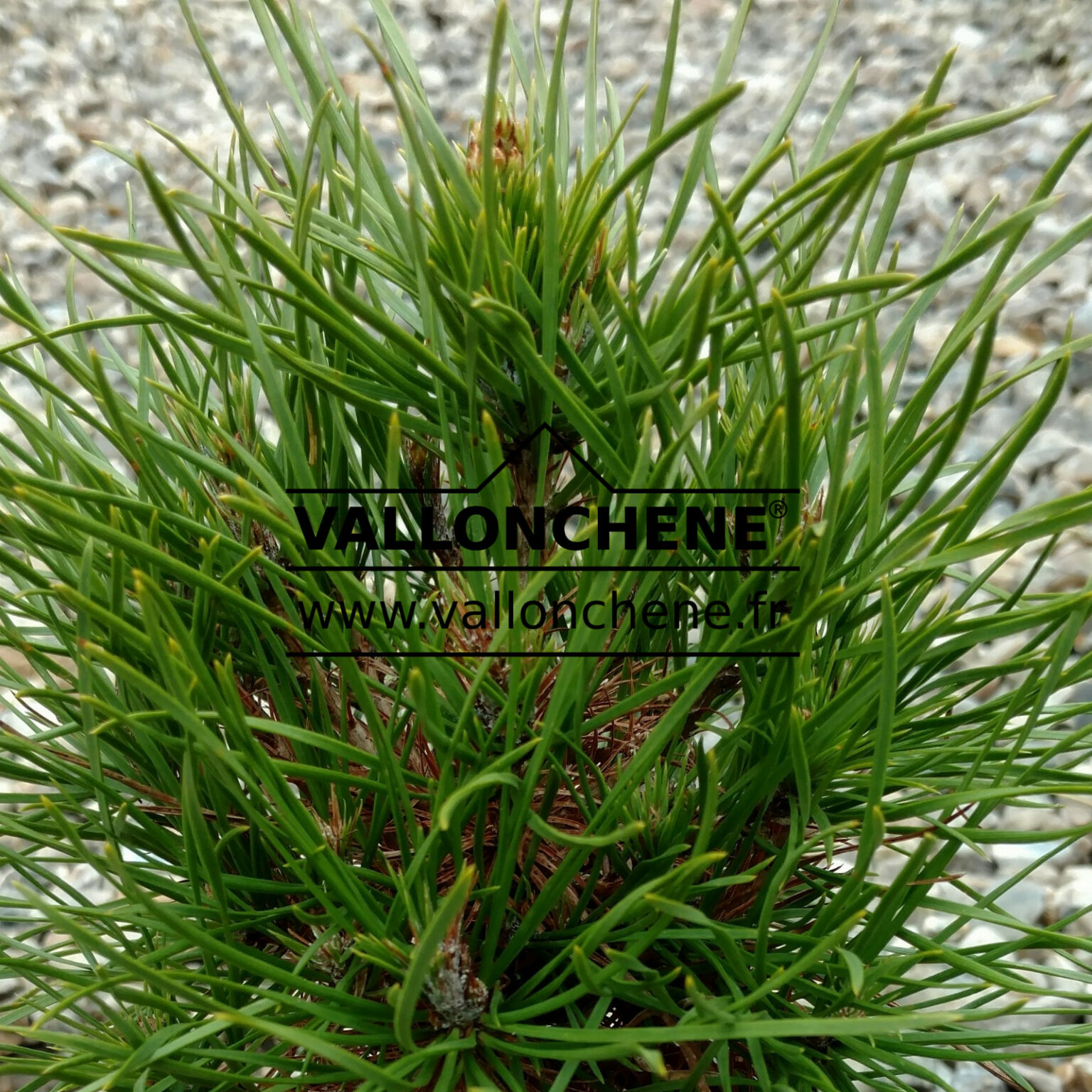 PINUS sylvestris 'Green Penguin' - Scots pine