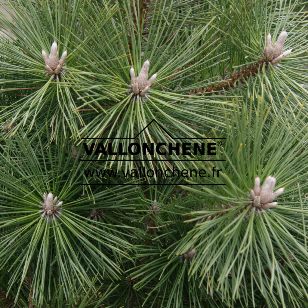 PINUS thunbergii 'Thunderhead' (pin noir du Japon)