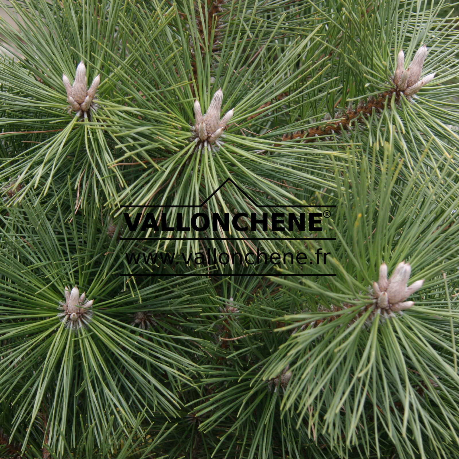 PINUS thunbergii 'Thunderhead' (pin noir du Japon)