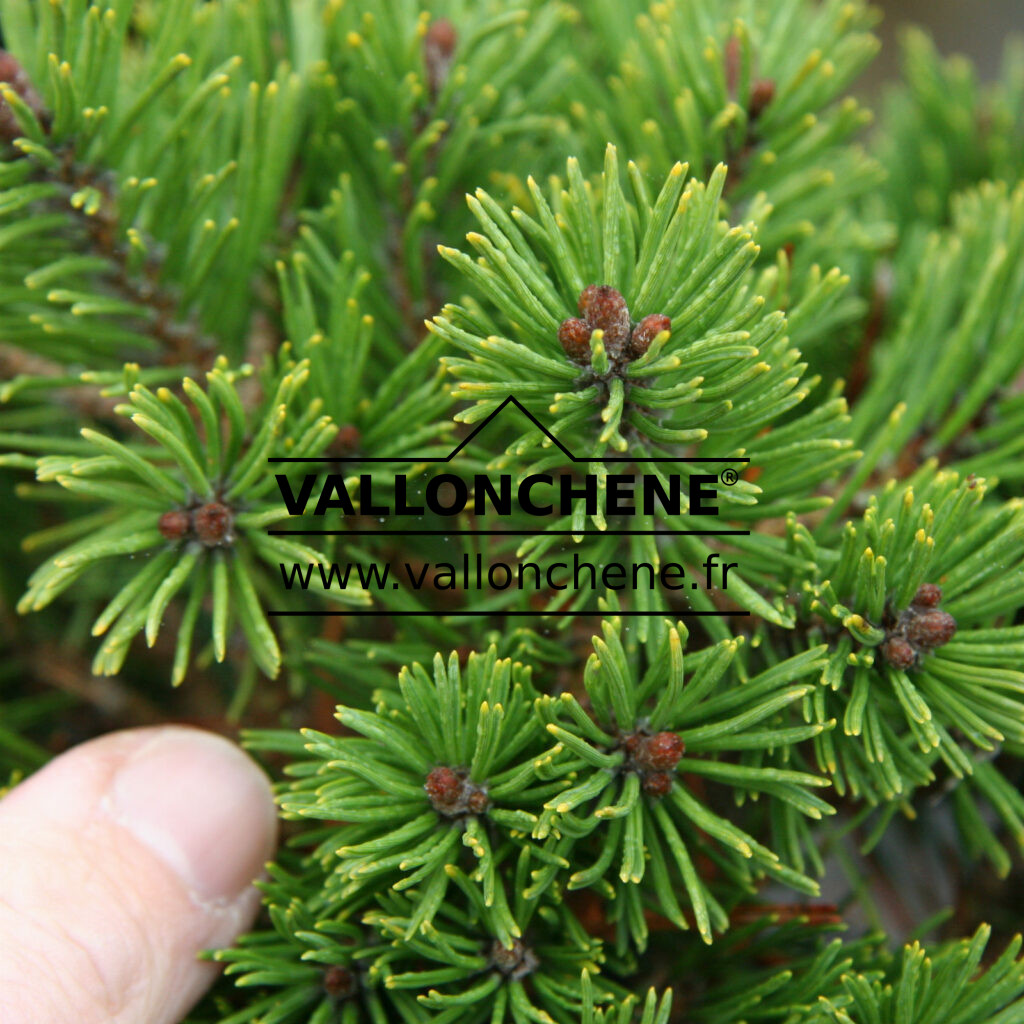 PINUS uncinata 'Selection' - pin à crochets