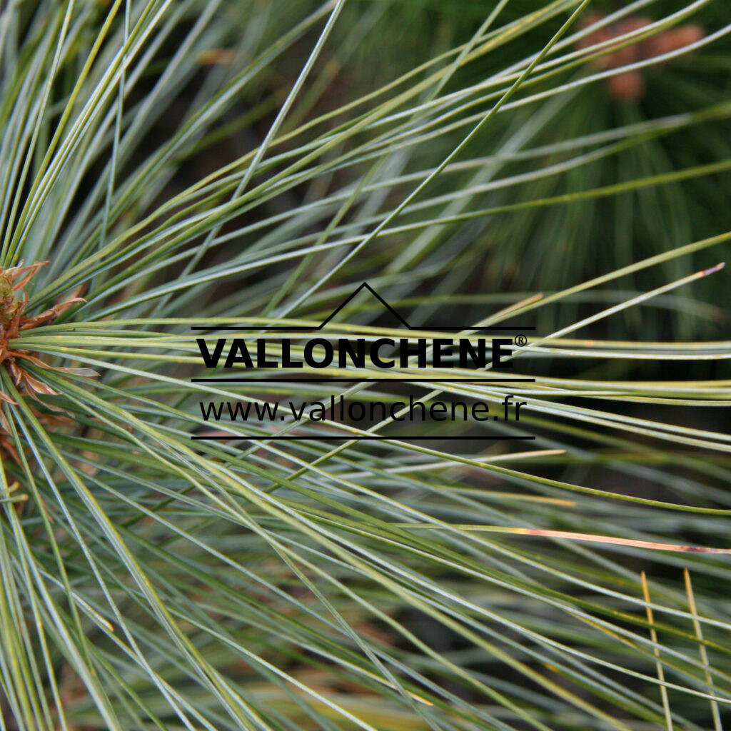 PINUS wallichiana 'Winter Light' - pin de l'Himalaya