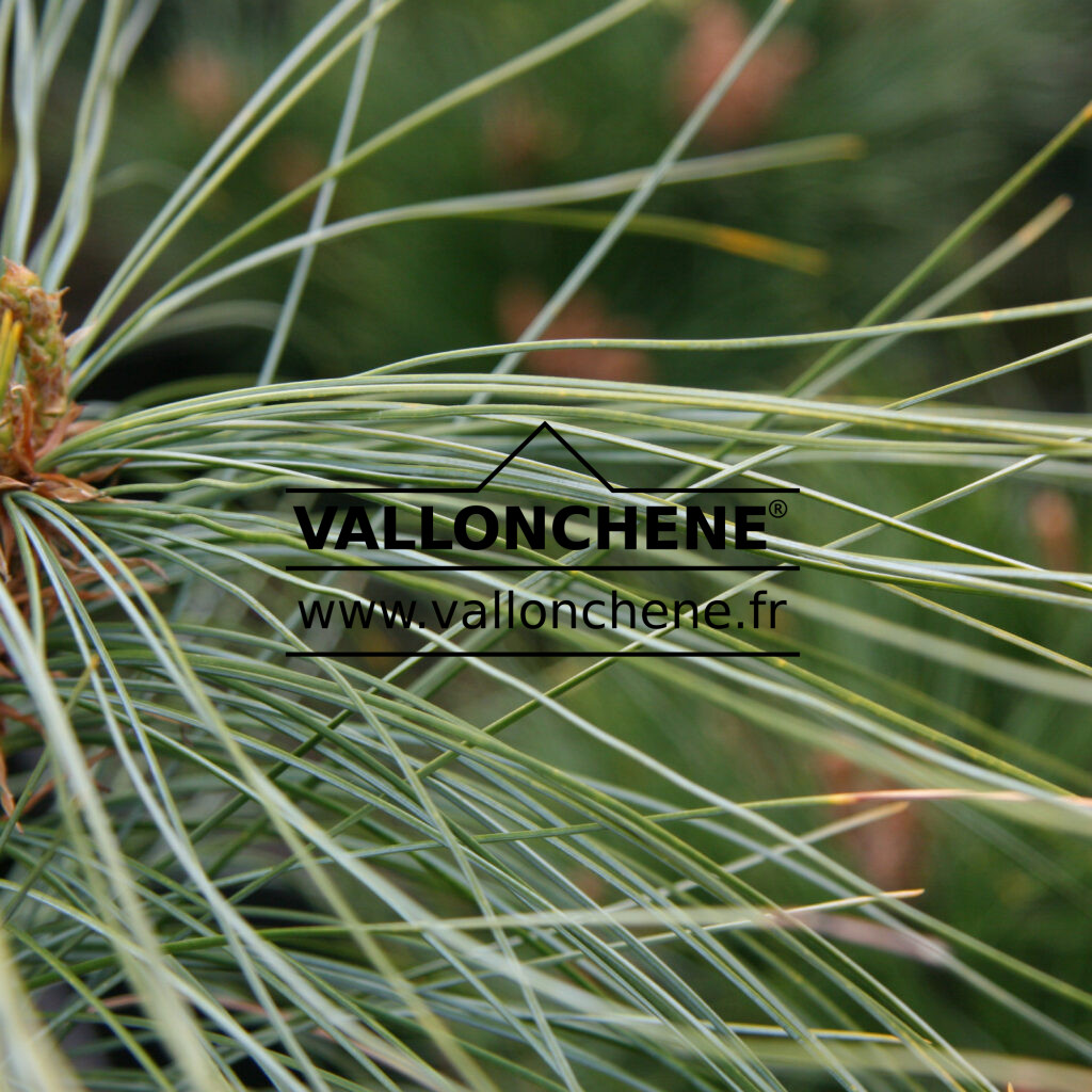 PINUS wallichiana 'Winter Light' - pin de l'Himalaya