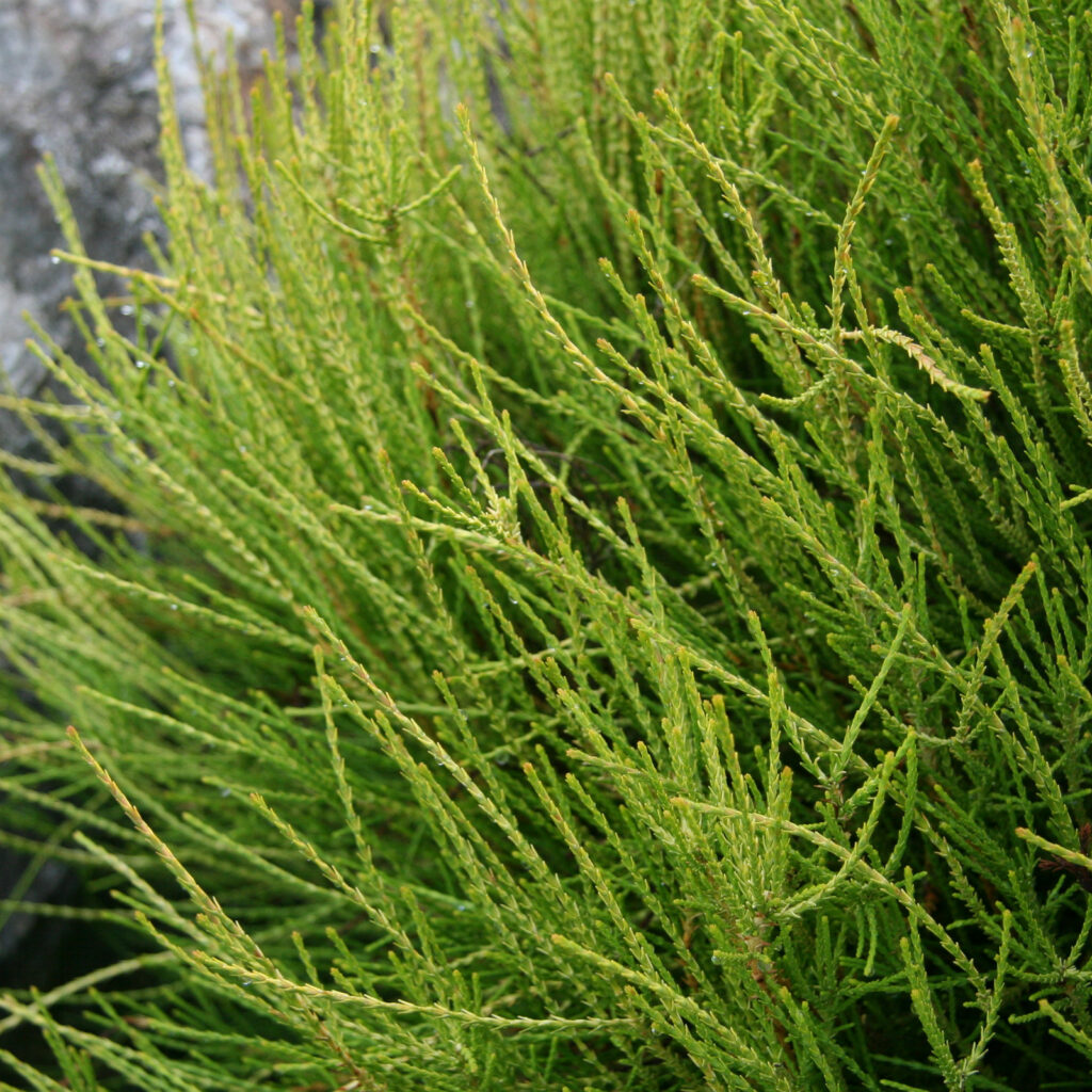 PLATYCLADUS orientalis 'Franky Boy' - Chinese arborvitae