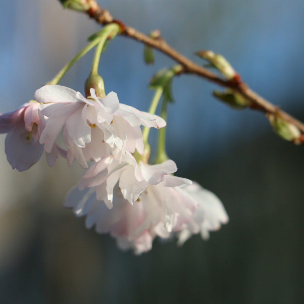 PRUNUS incisa 'February Pink' - cerisier Fuji