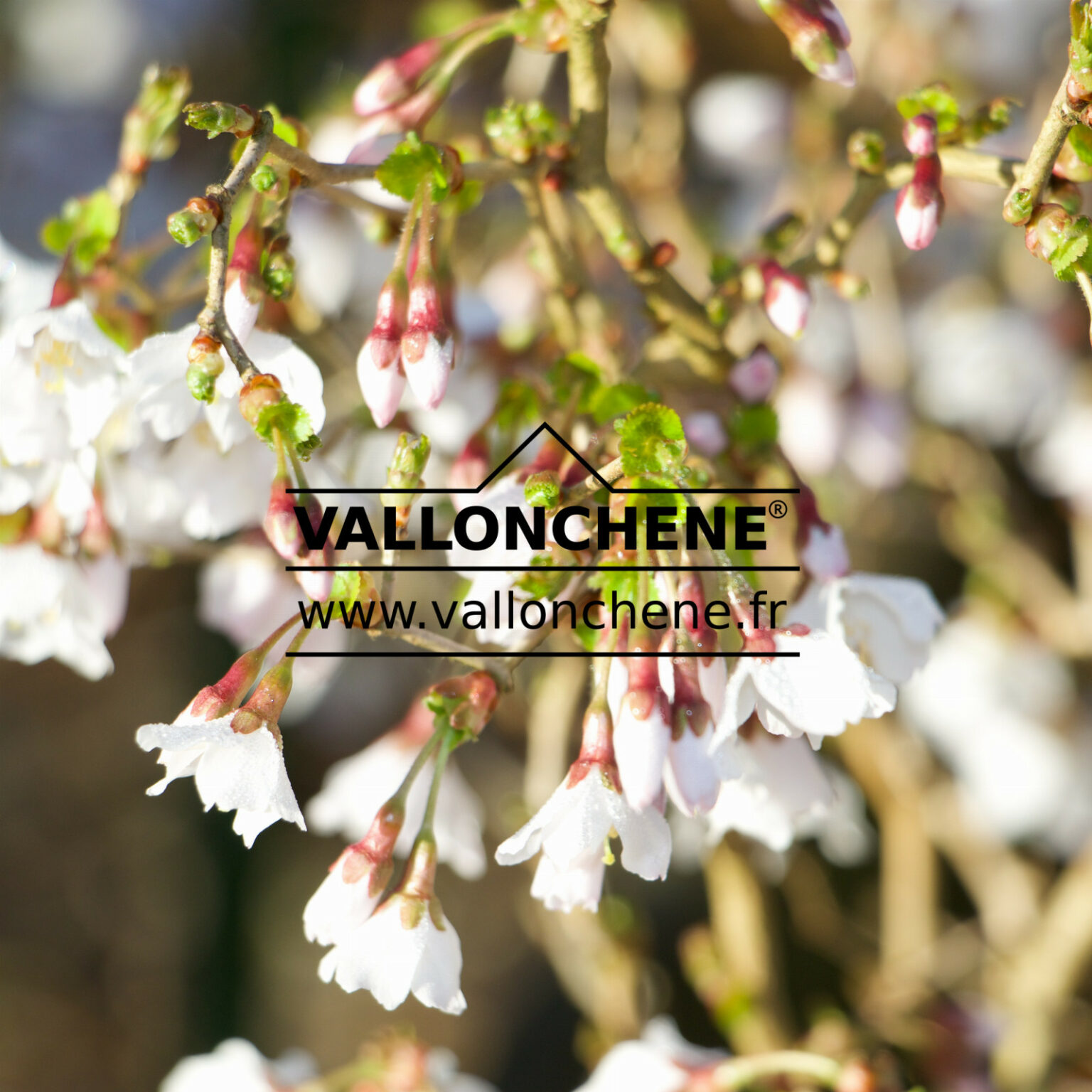 PRUNUS incisa 'Kojo-no-mai' - cerisier à fleurs nain