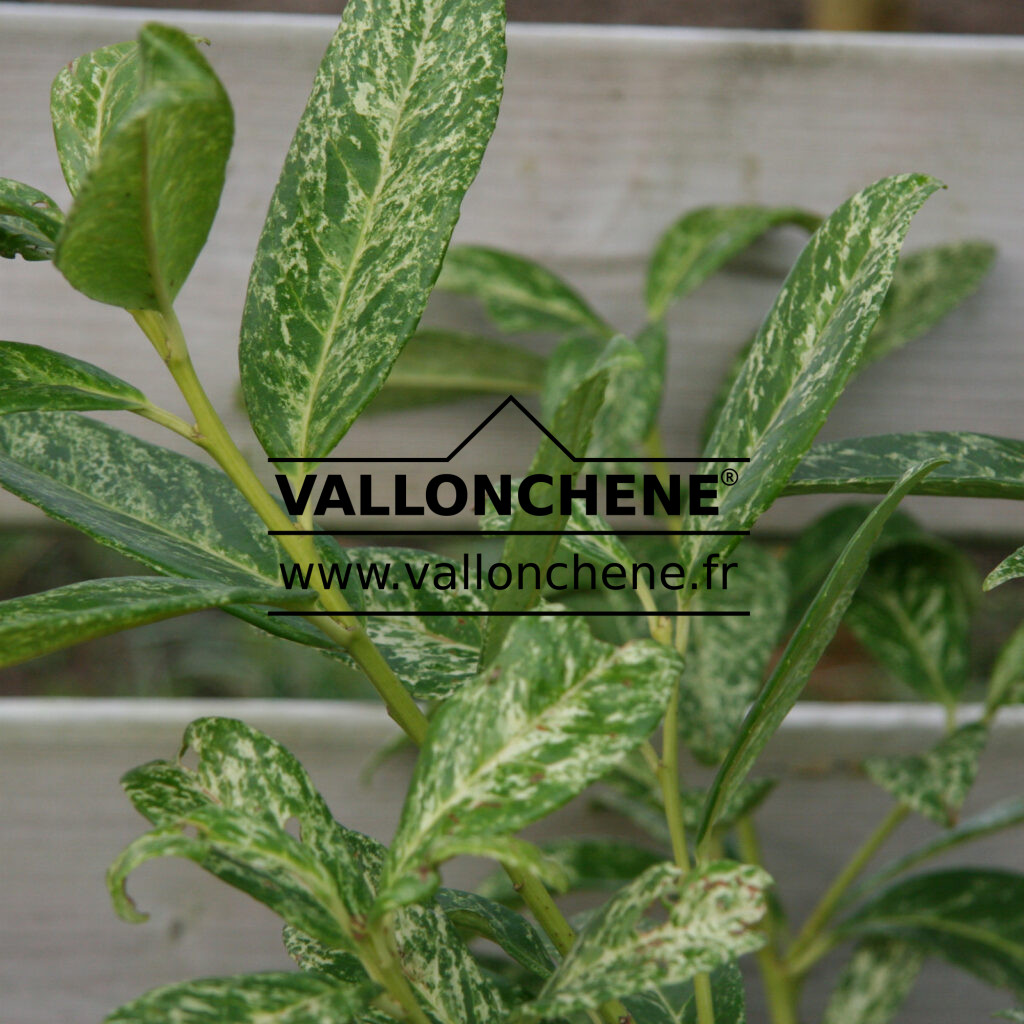 PRUNUS laurocerasus 'Marbled White' - variegated cherry laurel