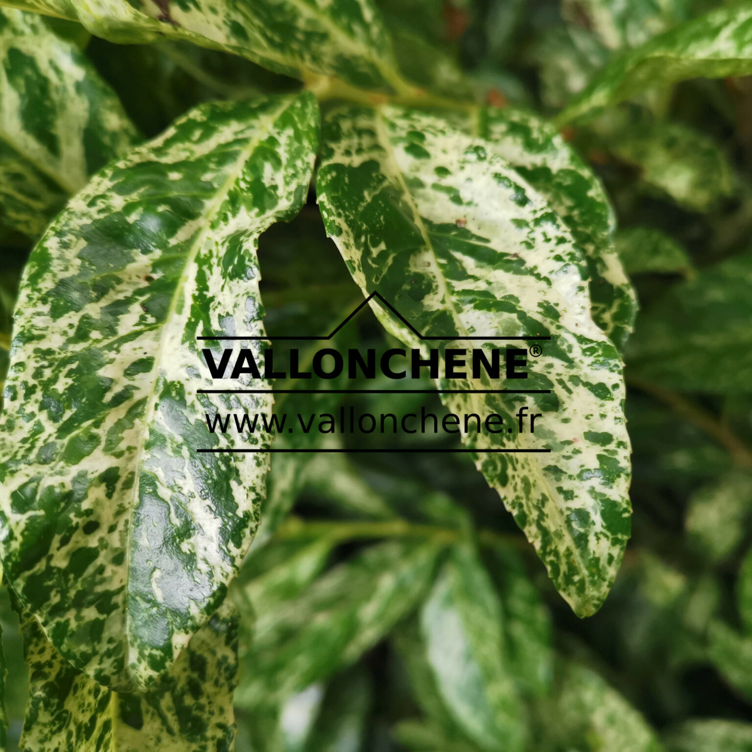 PRUNUS laurocerasus 'Marbled White' - variegated cherry laurel