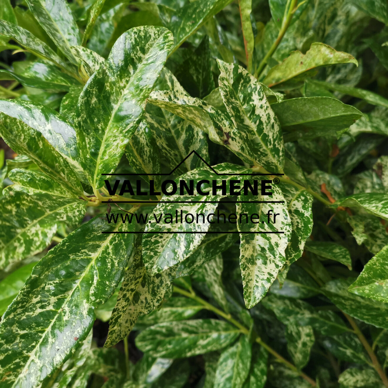 PRUNUS laurocerasus 'Marbled White' - variegated cherry laurel
