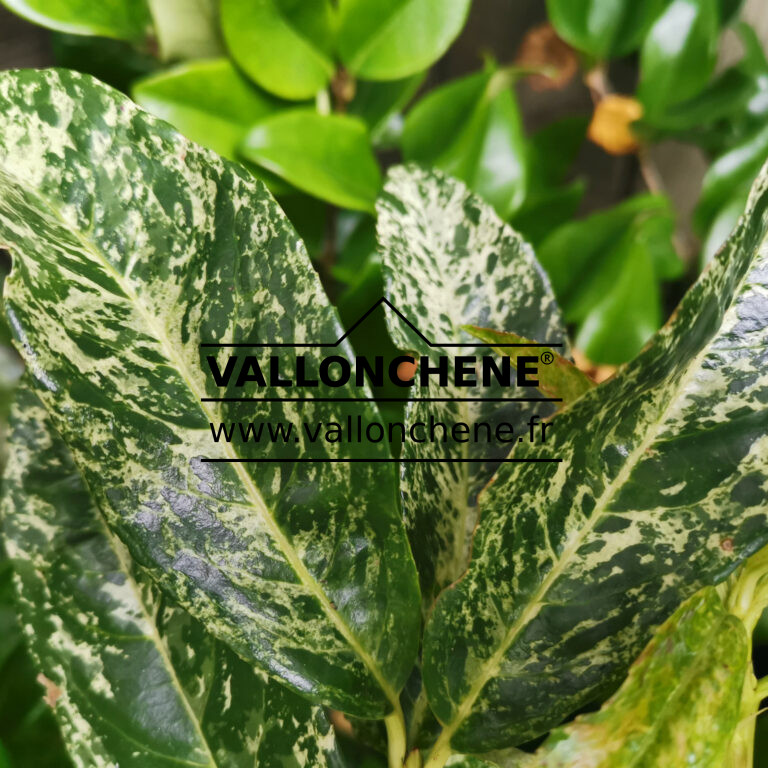 PRUNUS laurocerasus 'Marbled White' - variegated cherry laurel