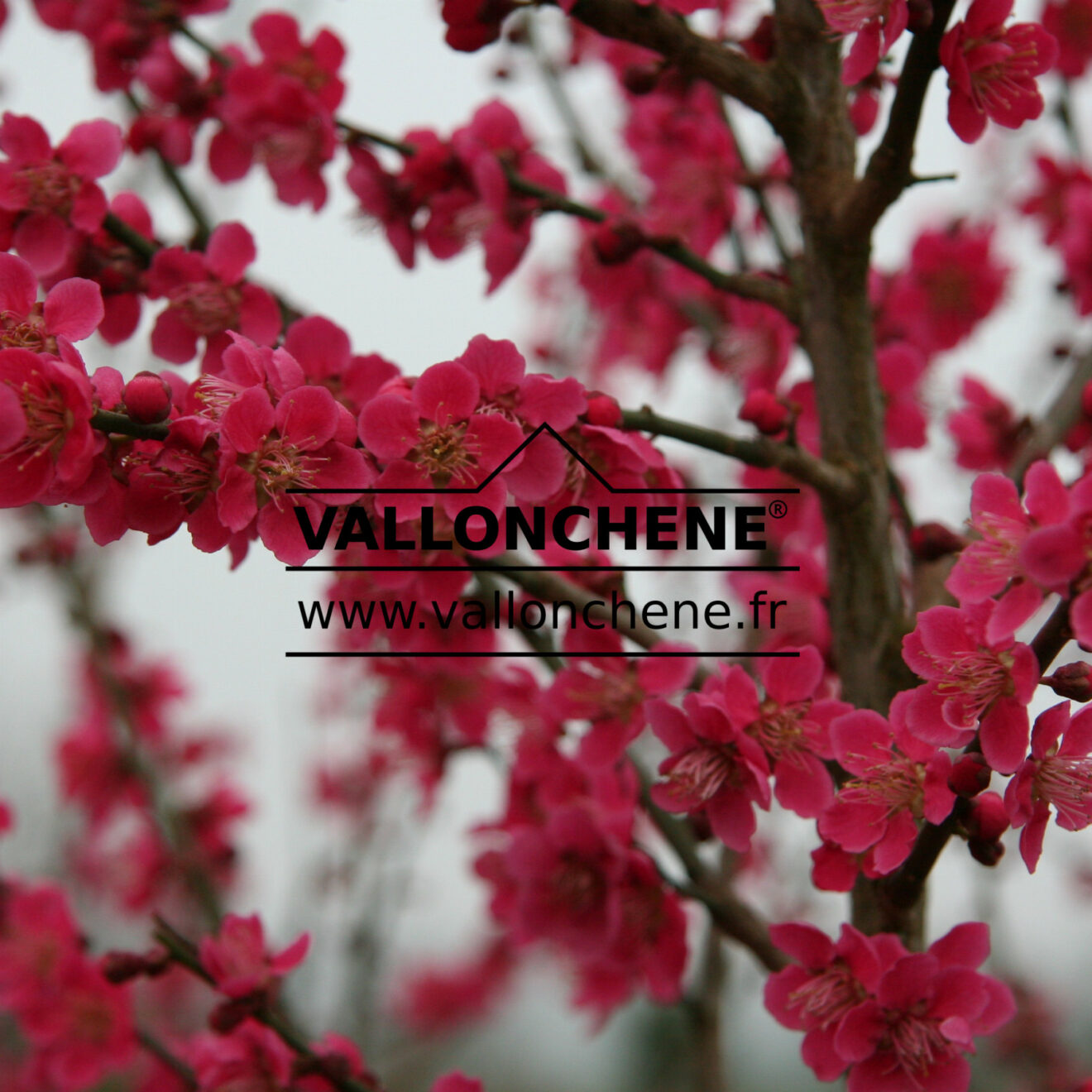 PRUNUS mume 'Beni-Chidori' (abricotier du Japon)
