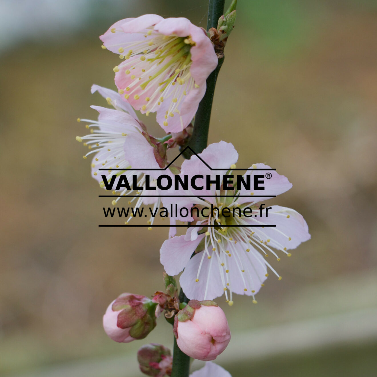 PRUNUS mume 'Omoi-no-mama' - abricotier du Japon