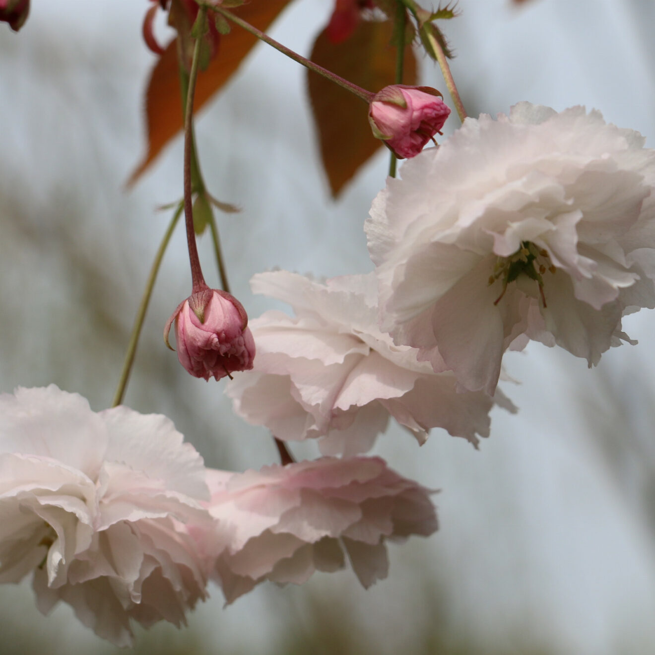 PRUNUS 'Shirofugen' - cerisier du Japon