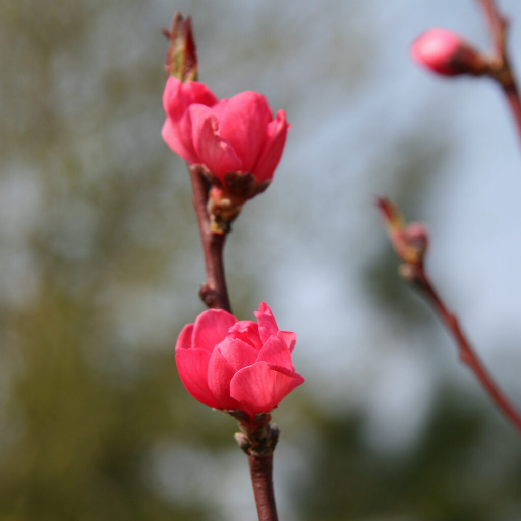PRUNUS 'Taoflora Red'