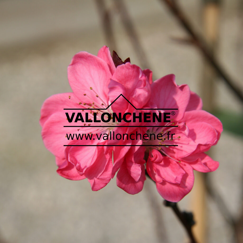 PRUNUS 'Taoflora Red'