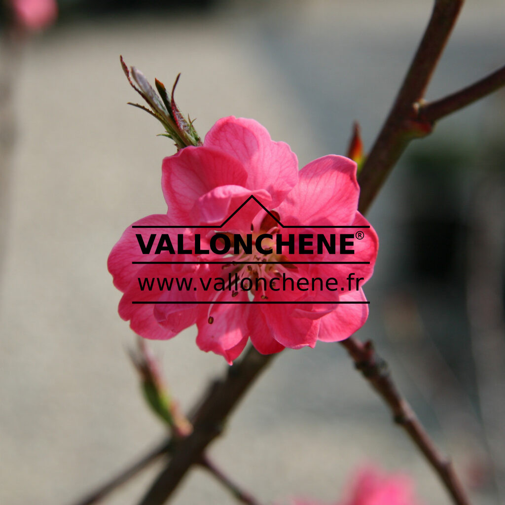 PRUNUS 'Taoflora Red'