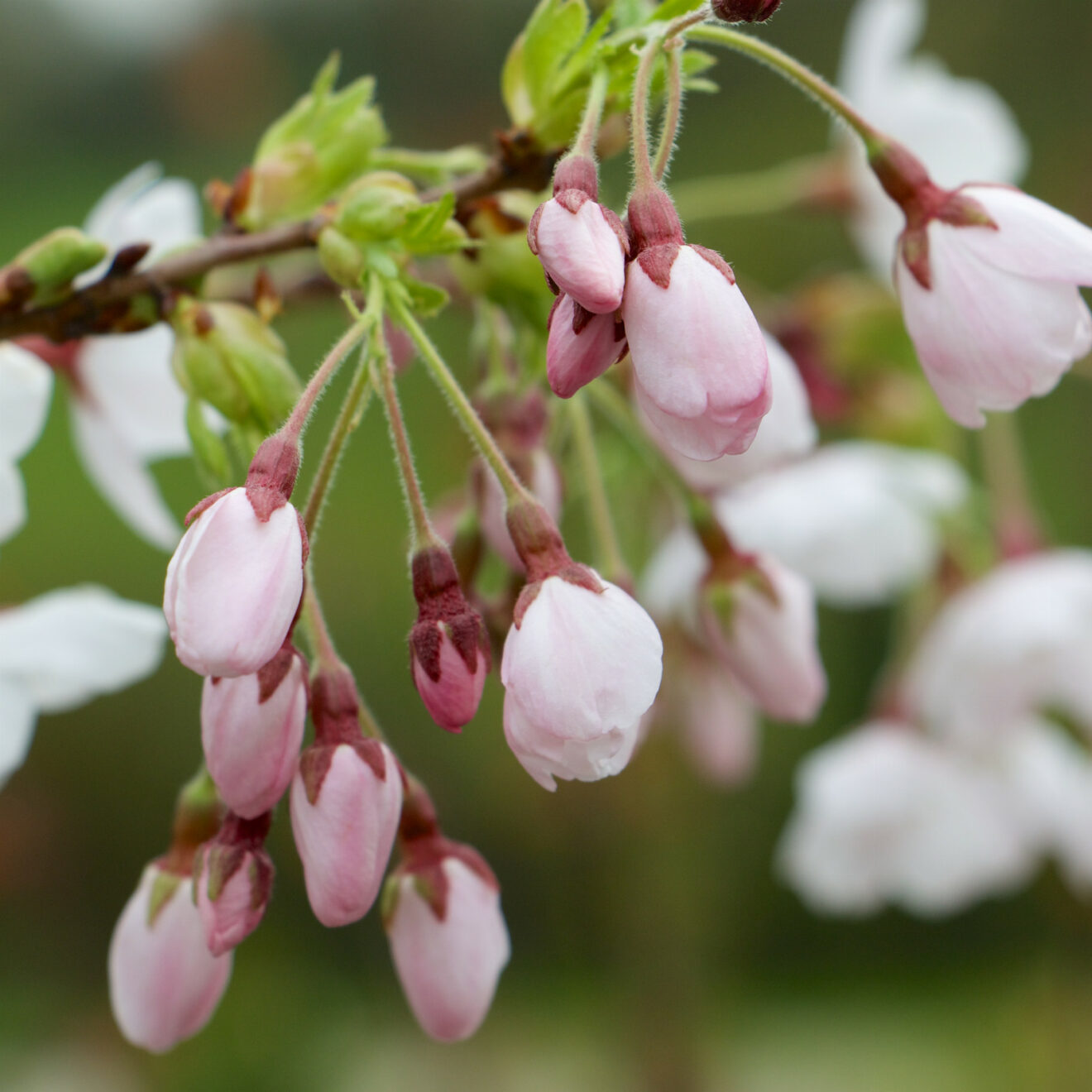 PRUNUS x yedoensis - cerisier Yoshino