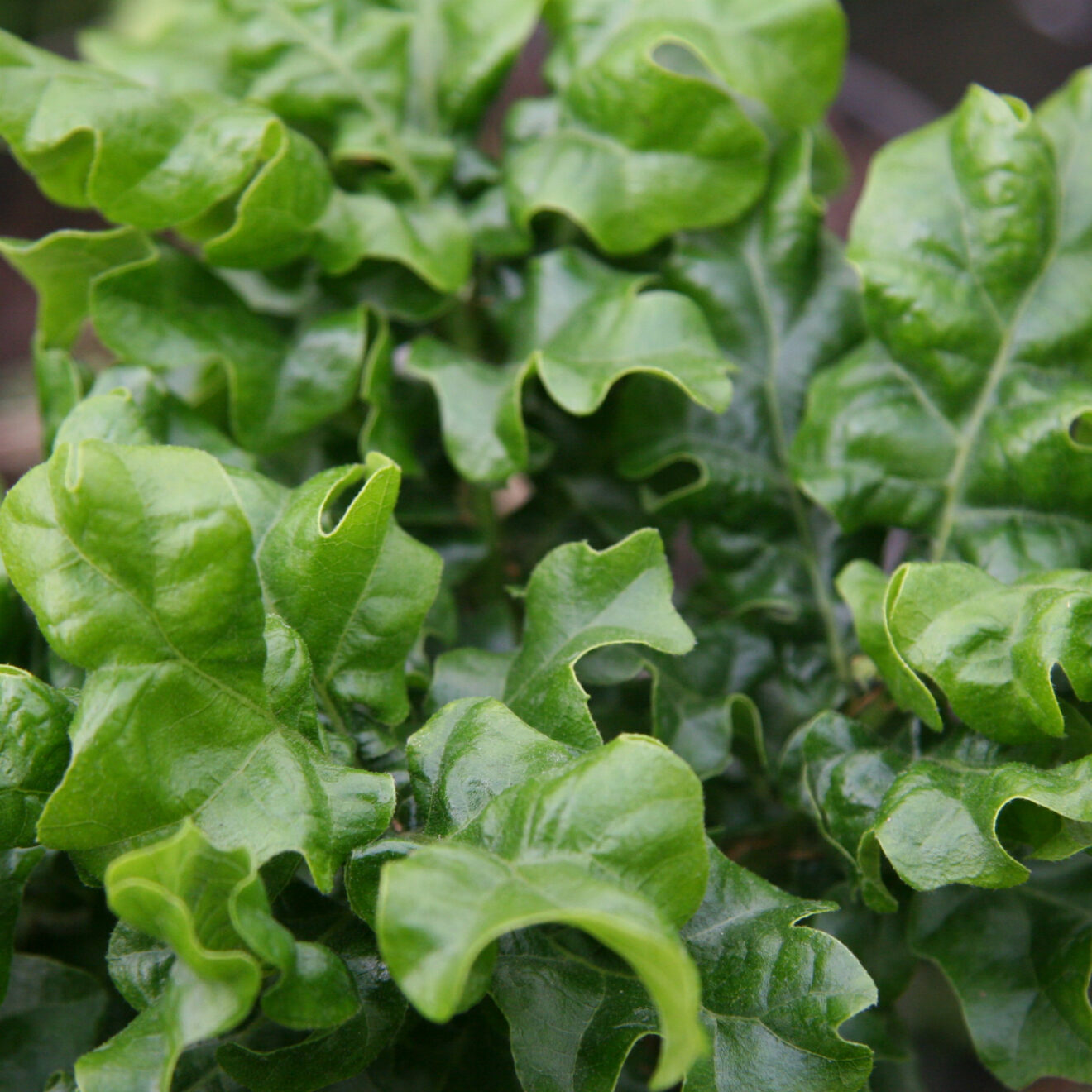 QUERCUS cerris 'Curly Head' - Turkey oak