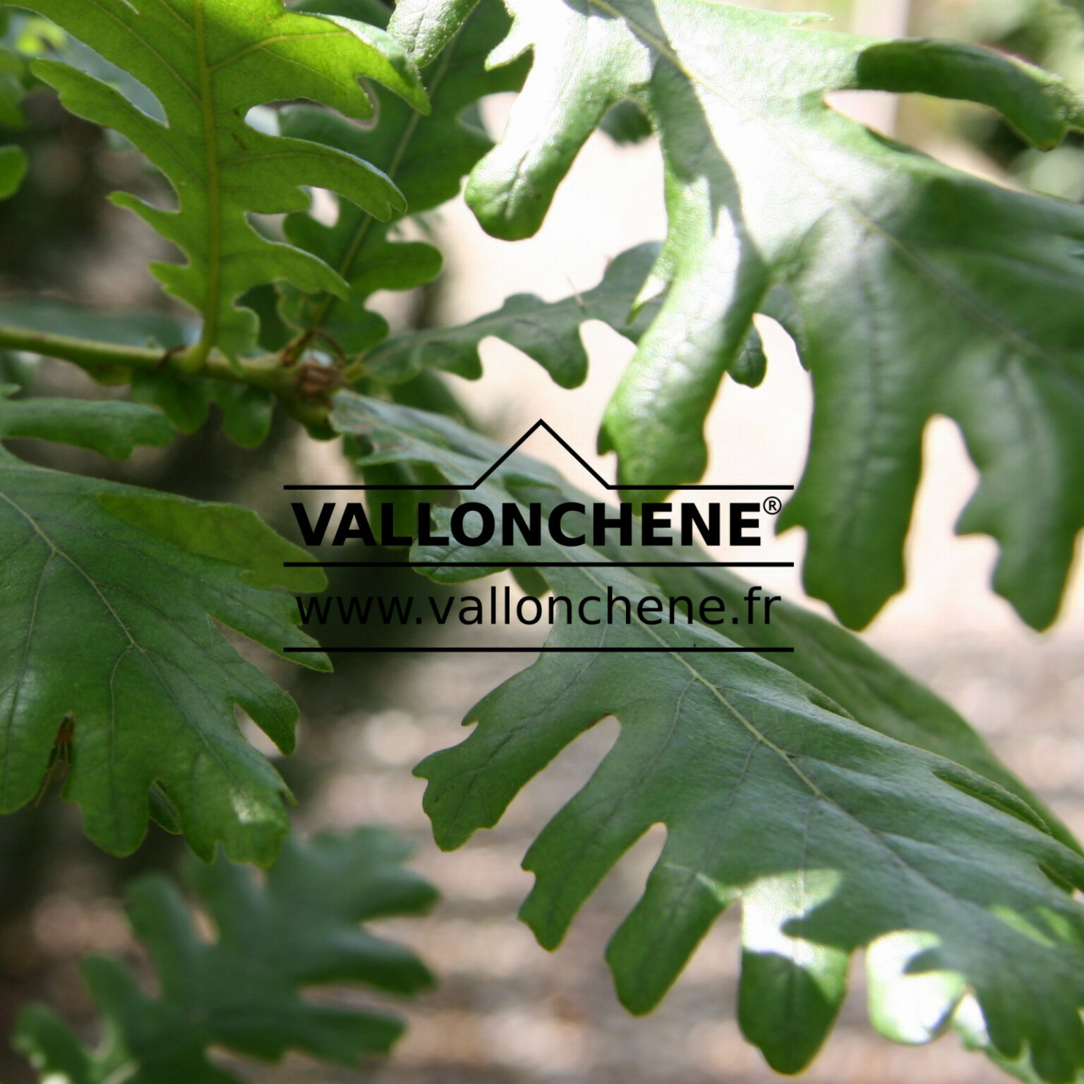 QUERCUS frainetto 'Hungarian Crown'