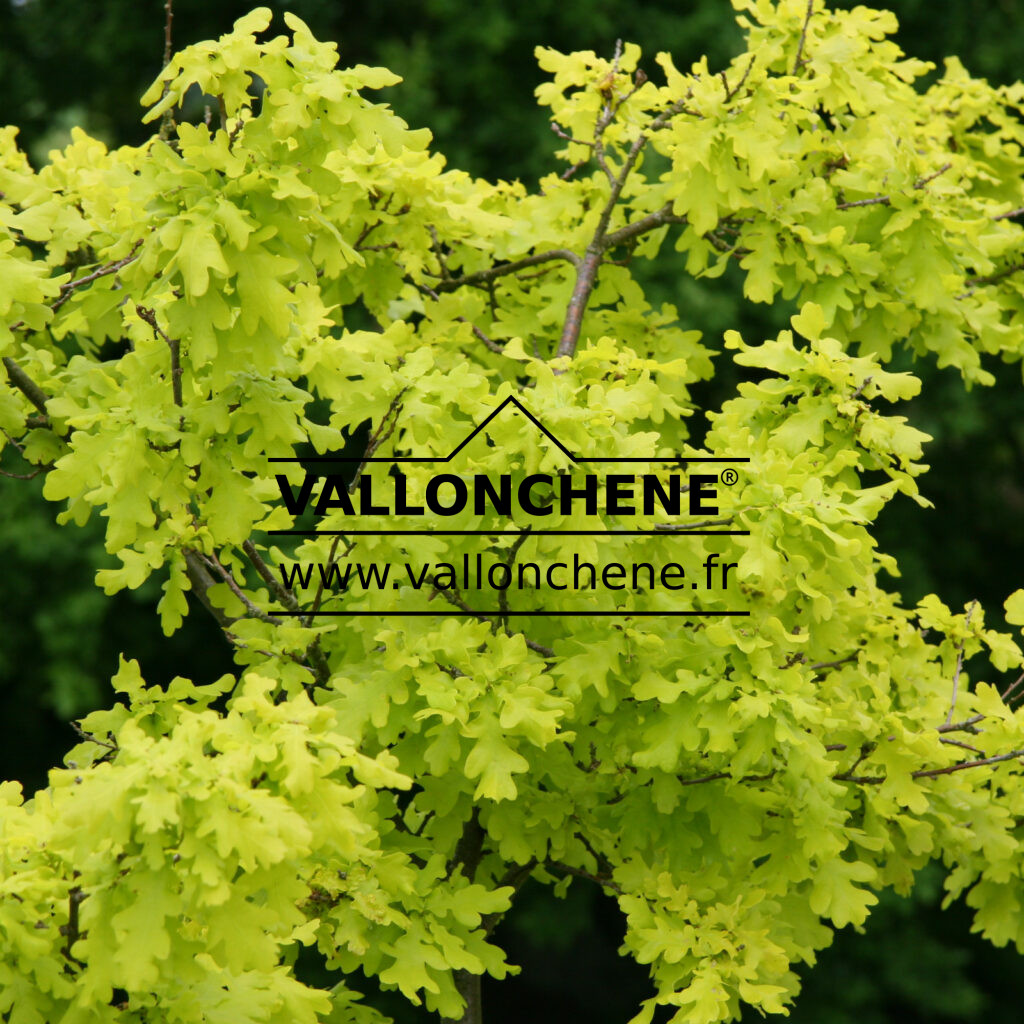 QUERCUS robur 'Concordia' - chêne pédenculé doré