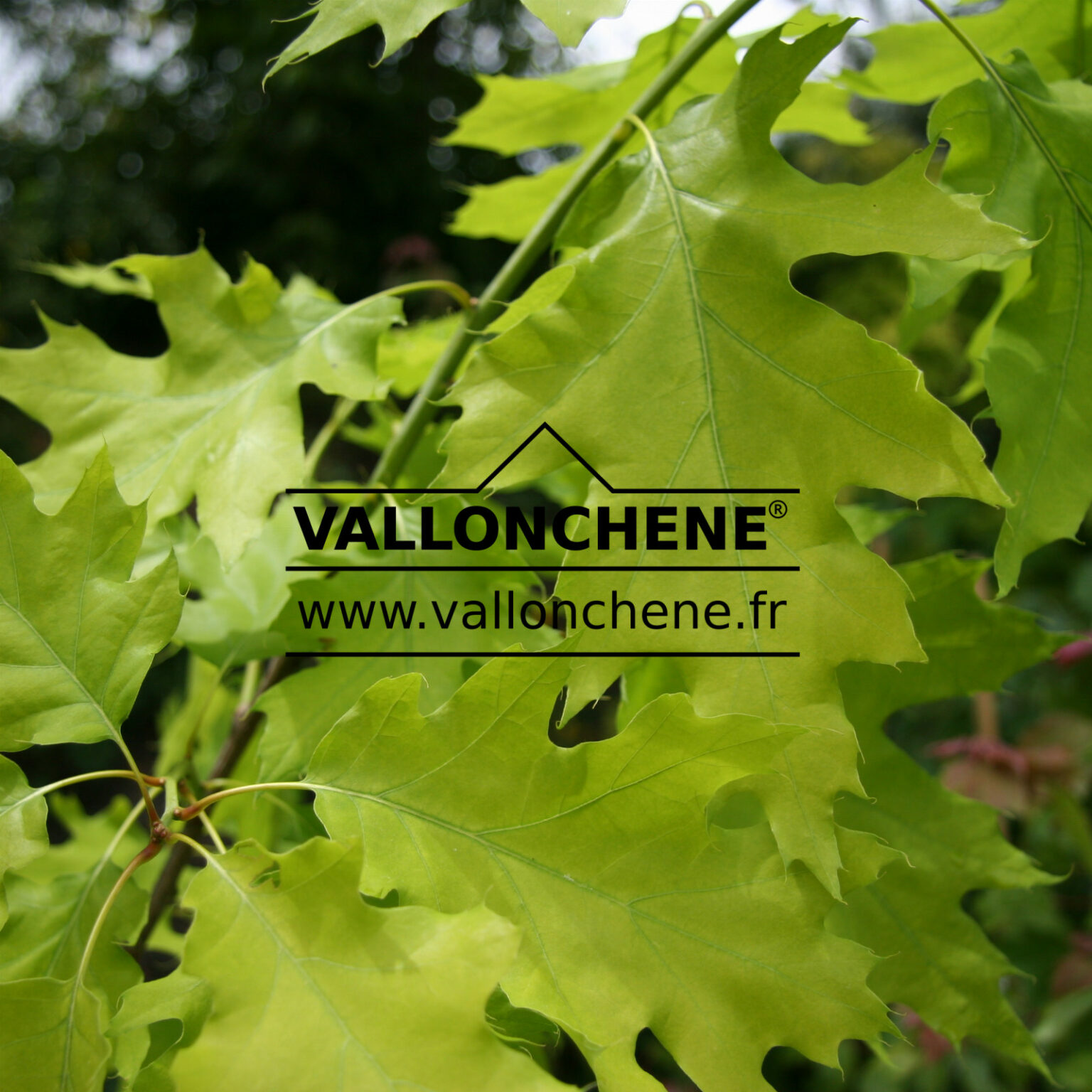 QUERCUS rubra 'Aurea' - chêne rouge d'Amérique