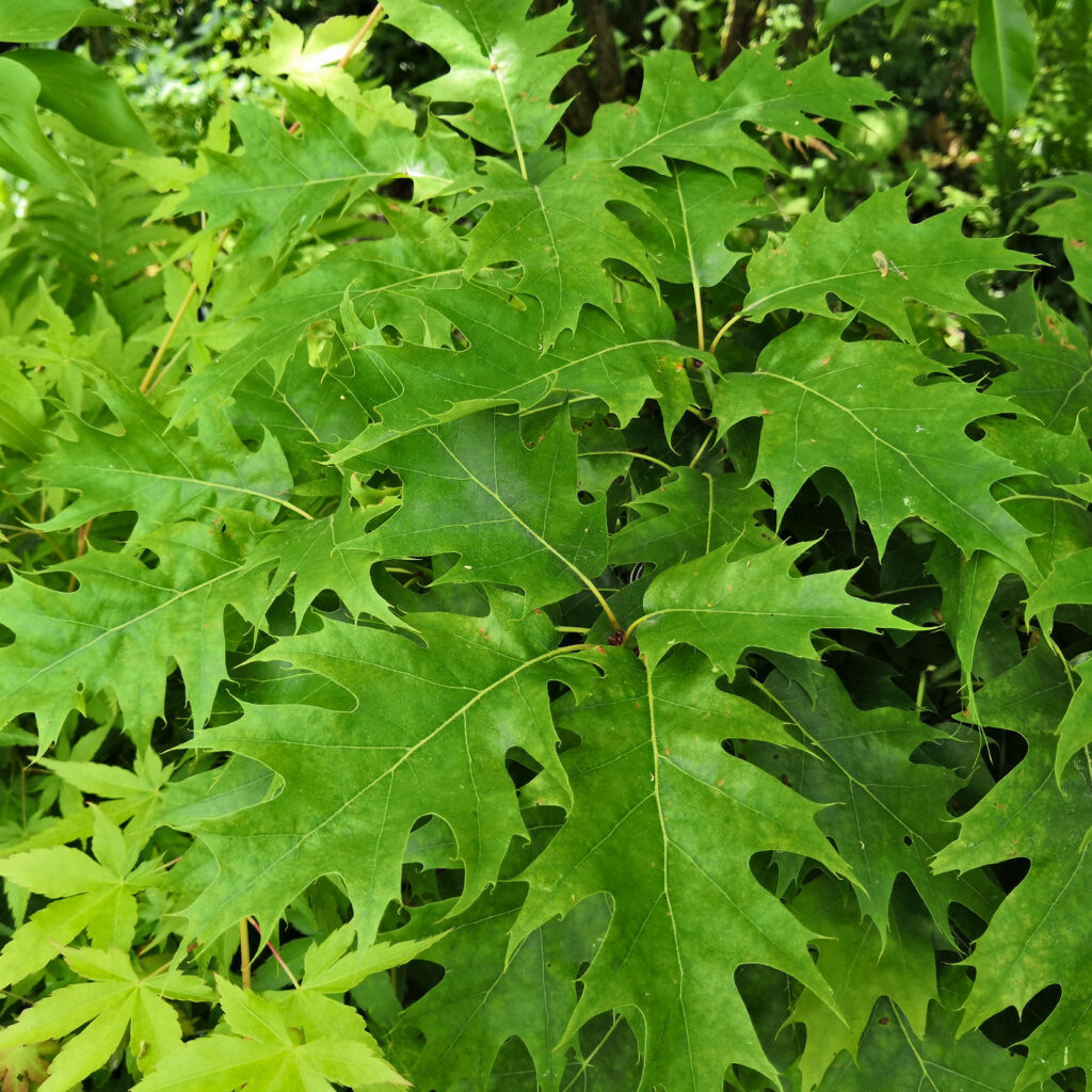 QUERCUS rubra 'Haaren' - dwarf northern red oak