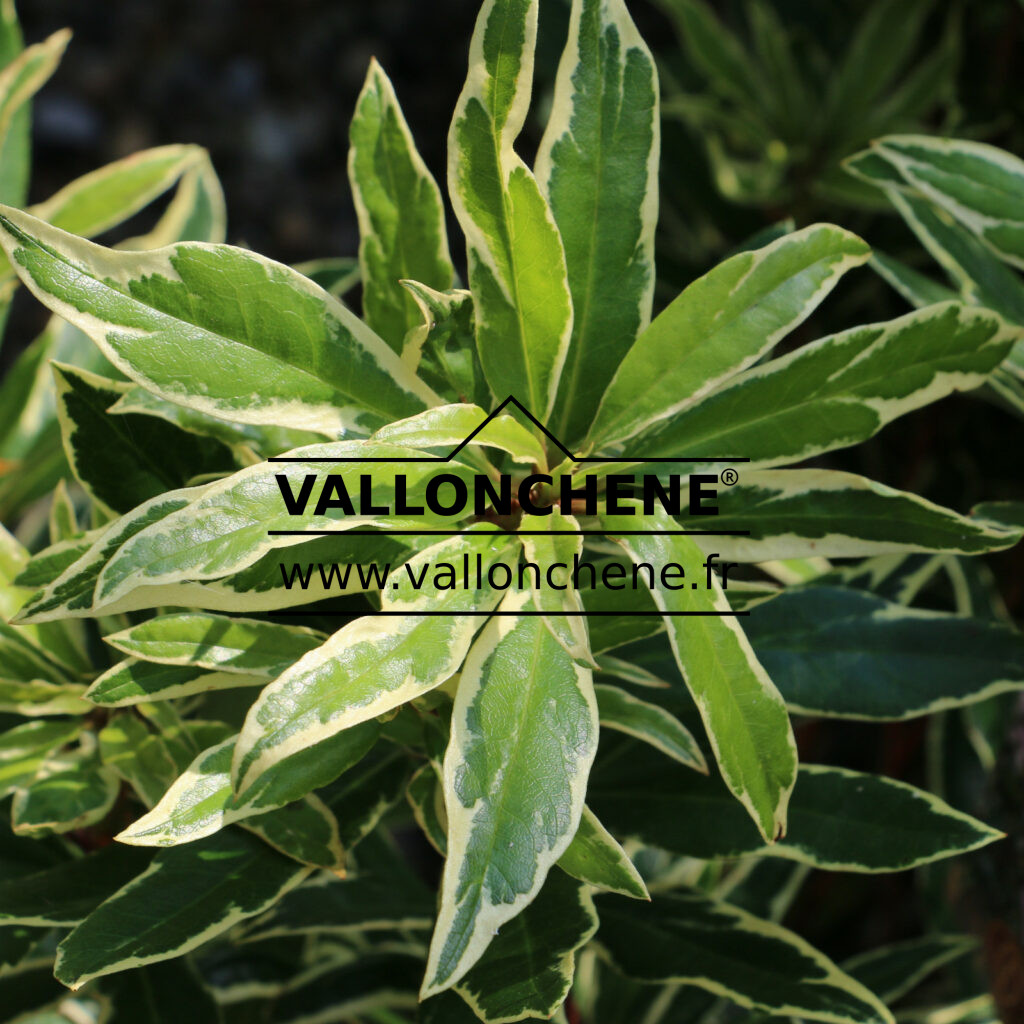 RHODODENDRON ponticum 'Variegatum' - rhododendron pontique