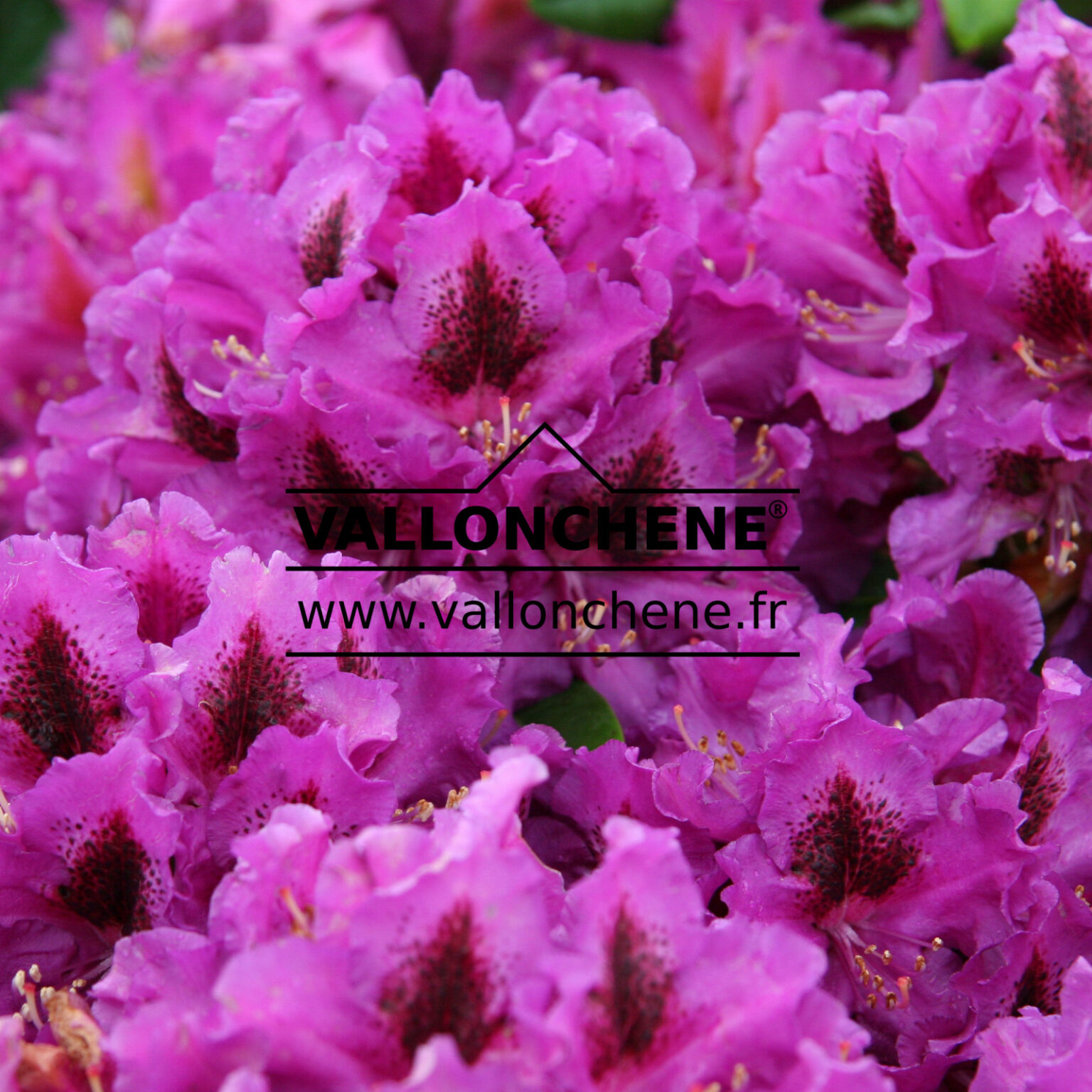 RHODODENDRON 'Purple Splendor'