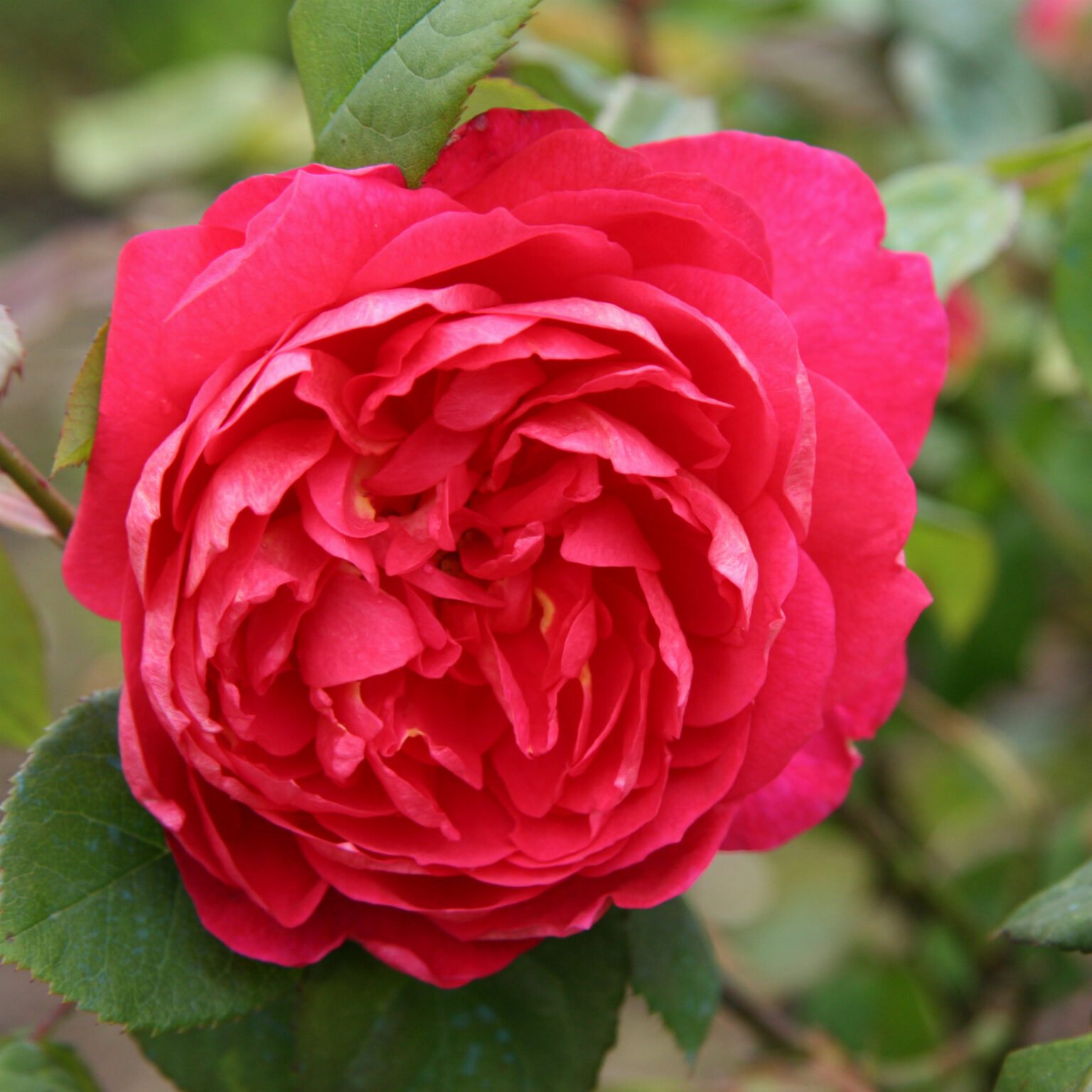 ROSA 'Benjamin Britten' - David Austin rose