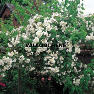 ROSA 'Bobbie James' - rosier liane David Austin