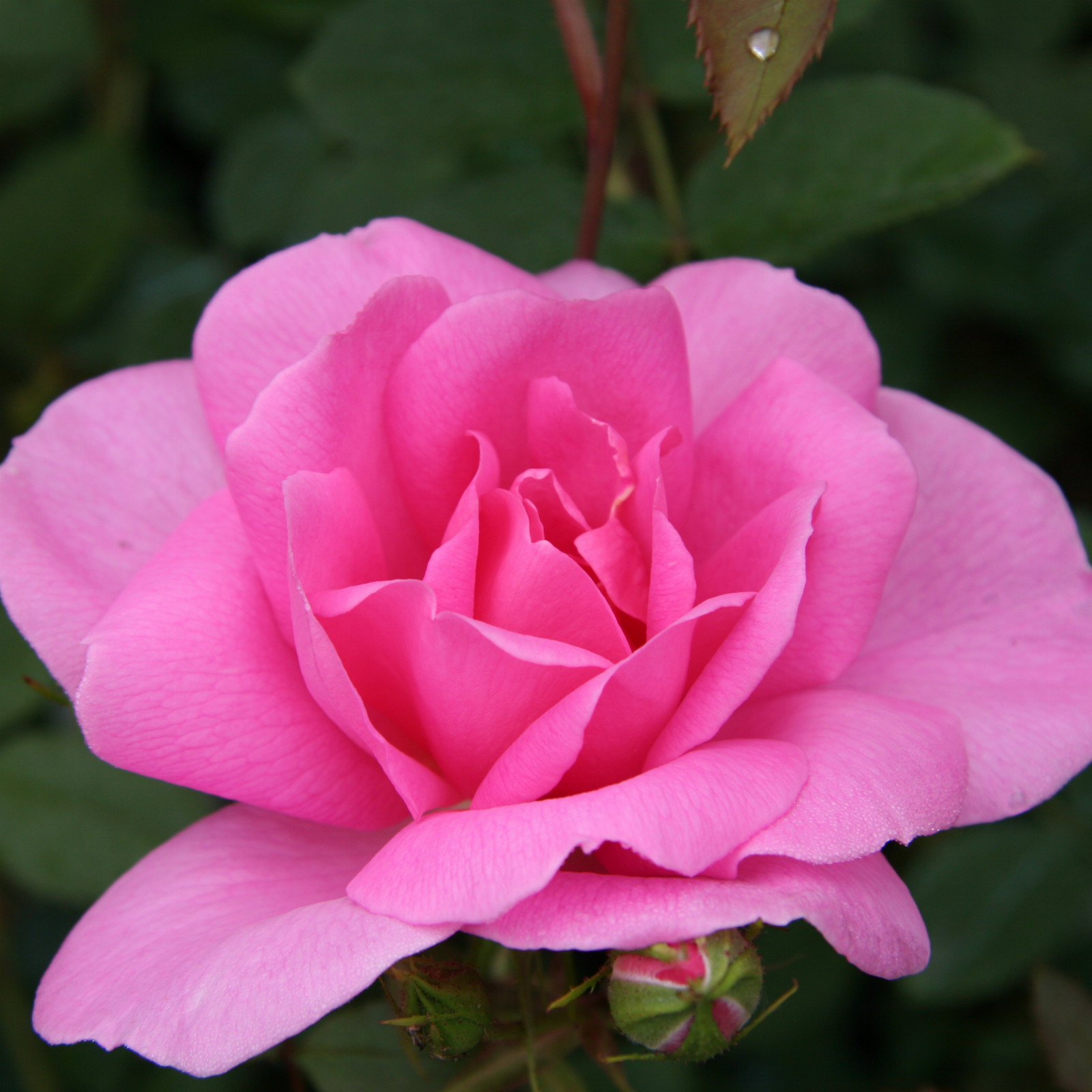 ROSA 'Cariad' - rosier David Austin