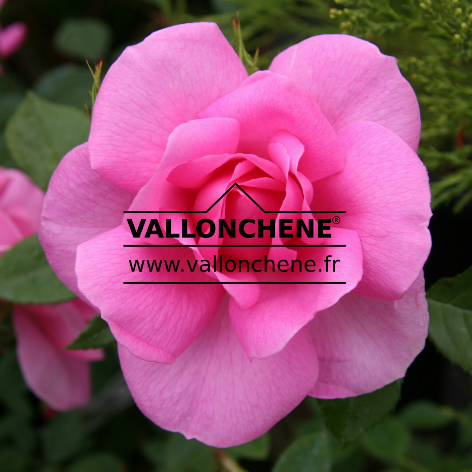 ROSA 'Cariad' - David Austin rose