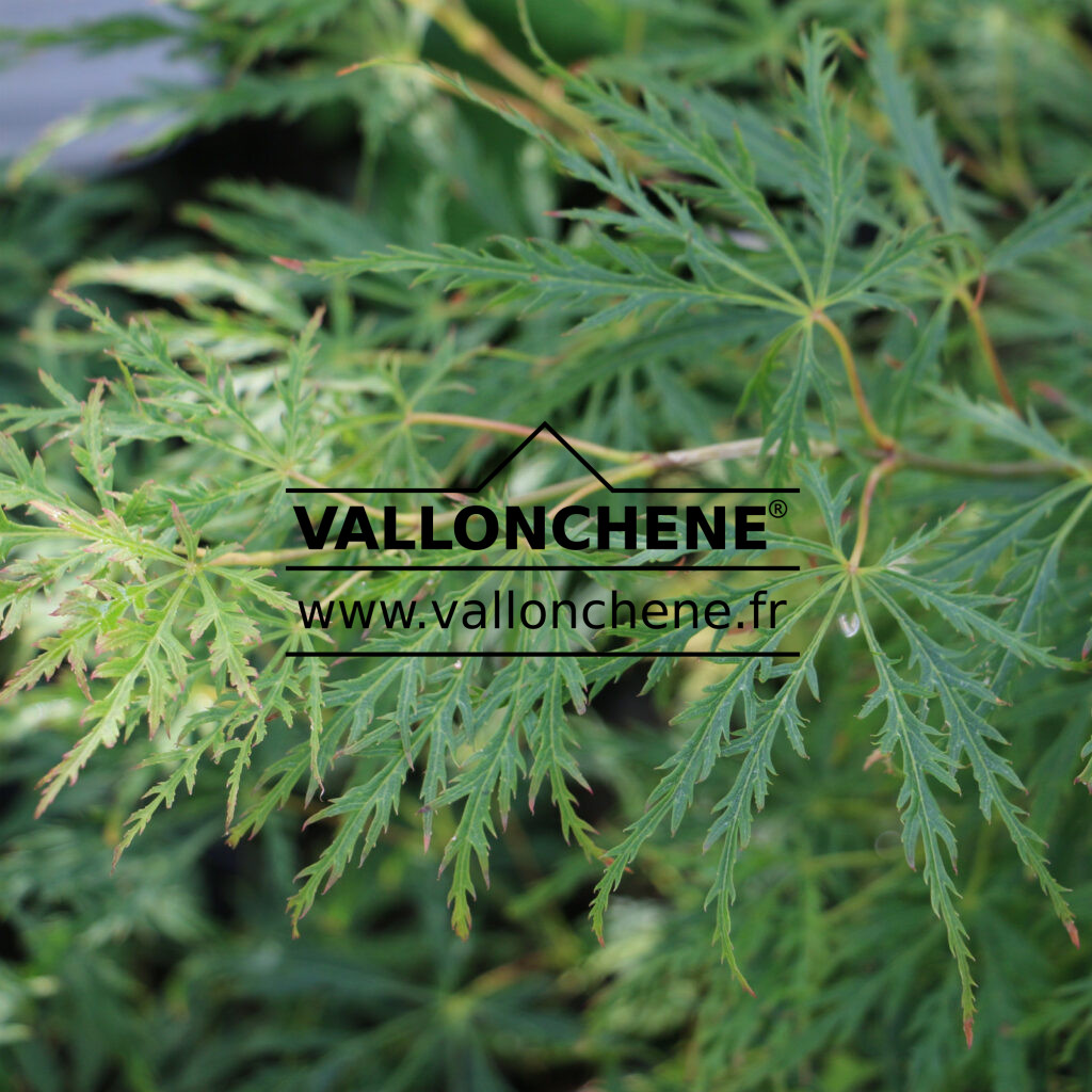 ACER palmatum 'Dissectum' - Japanese maple