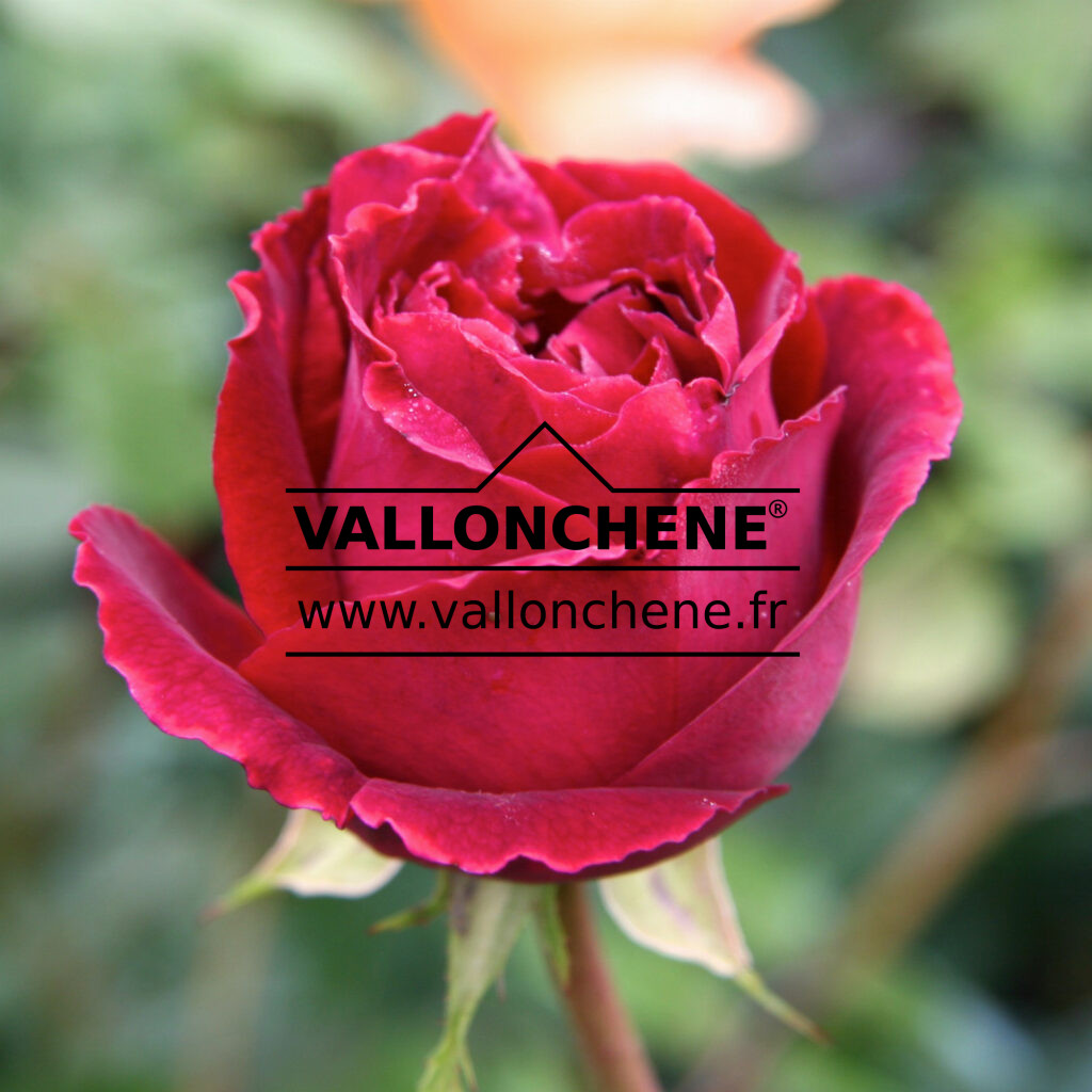 ROSA 'Falstaff' - rosier David Austin