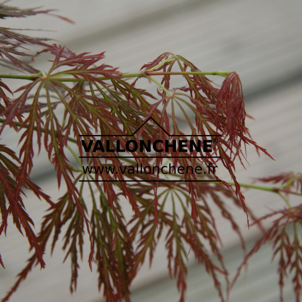 ACER palmatum 'Dissectum Garnet' - Japanese maple