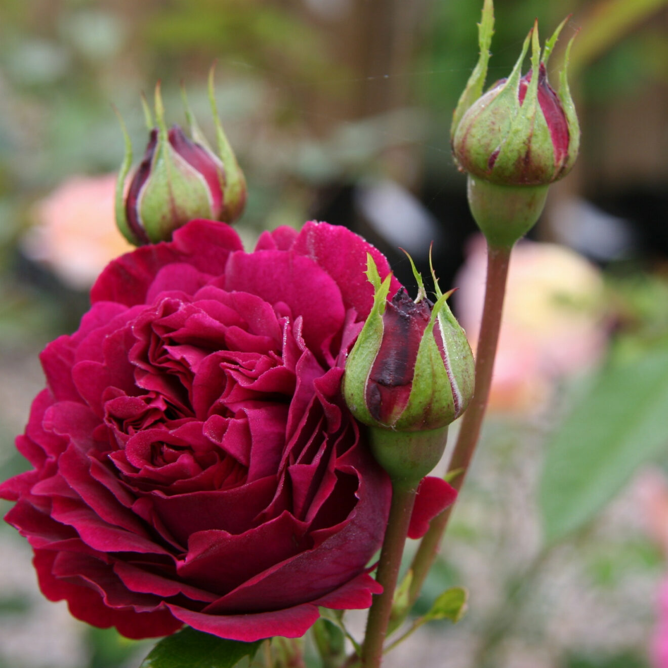 ROSA 'Falstaff' - rosier David Austin