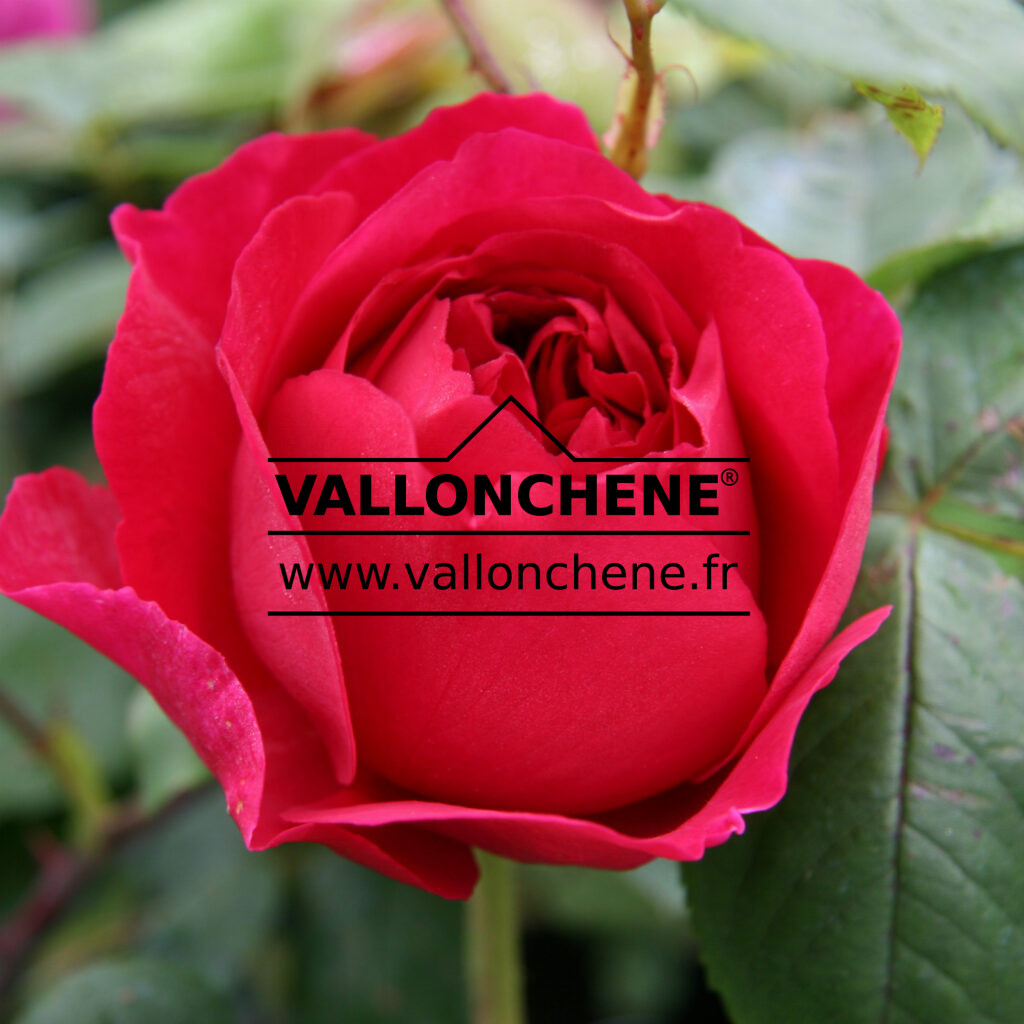 ROSA 'Heathcliff' - David Austin rose