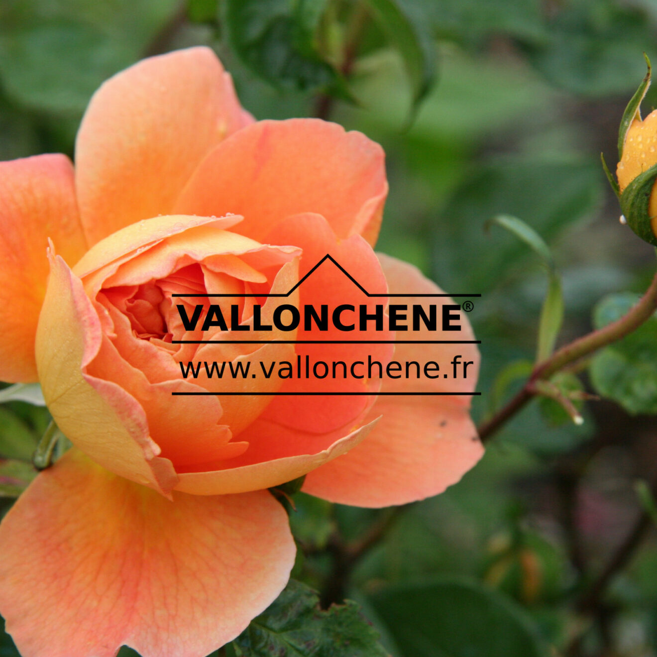 ROSA 'Pat Austin' - English rose