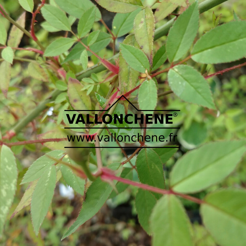 ROSA 'Pompon de Paris' - climbing rose