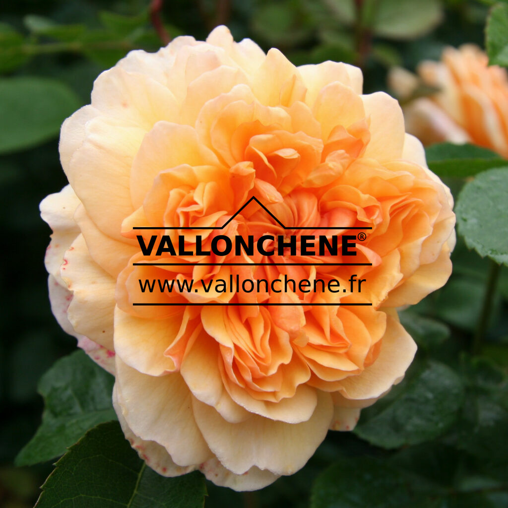 ROSA 'Port Sunlight' - rosier David Austin