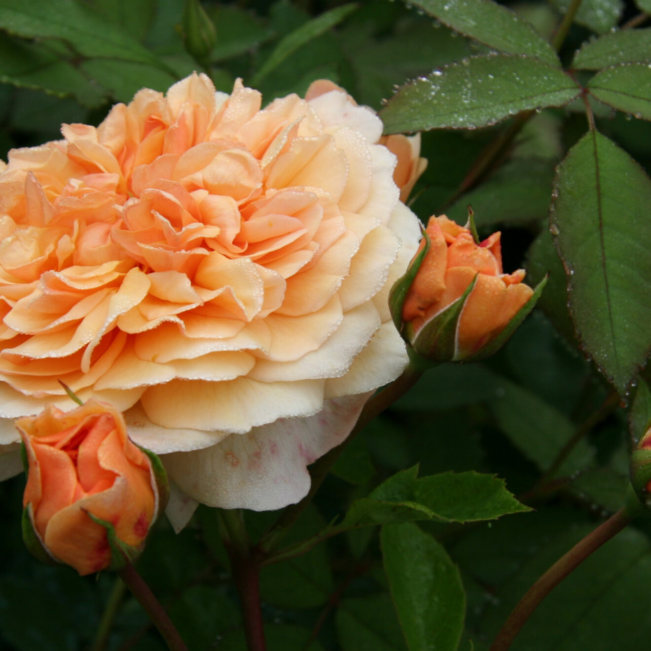 ROSA 'Port Sunlight' - rosier David Austin