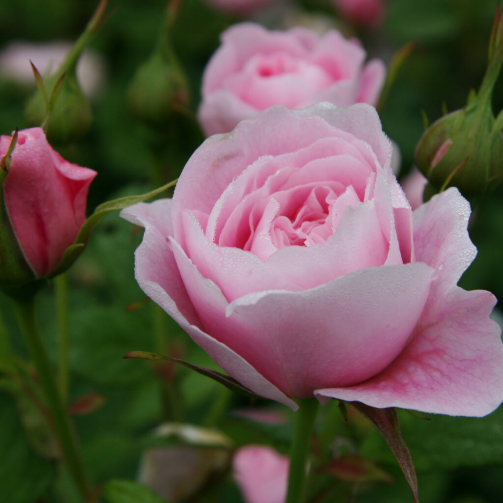 ROSA 'Queen Anne' - rosier David Austin