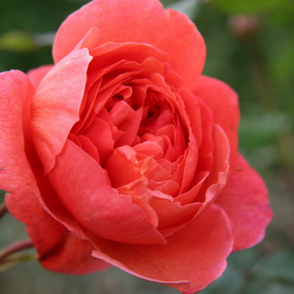 ROSA 'Summer Song' - English rose