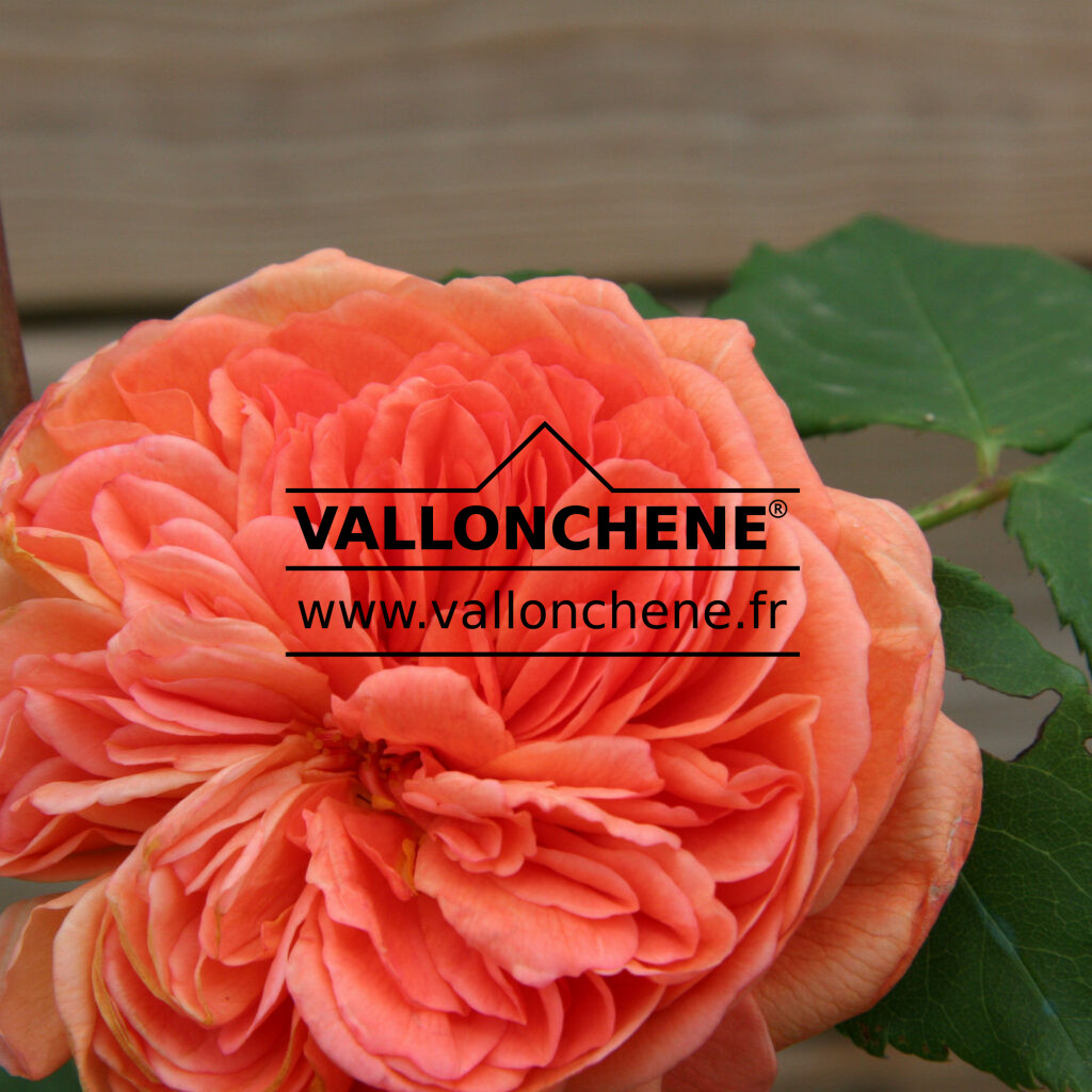 ROSA 'Summer Song' - Rosier anglais