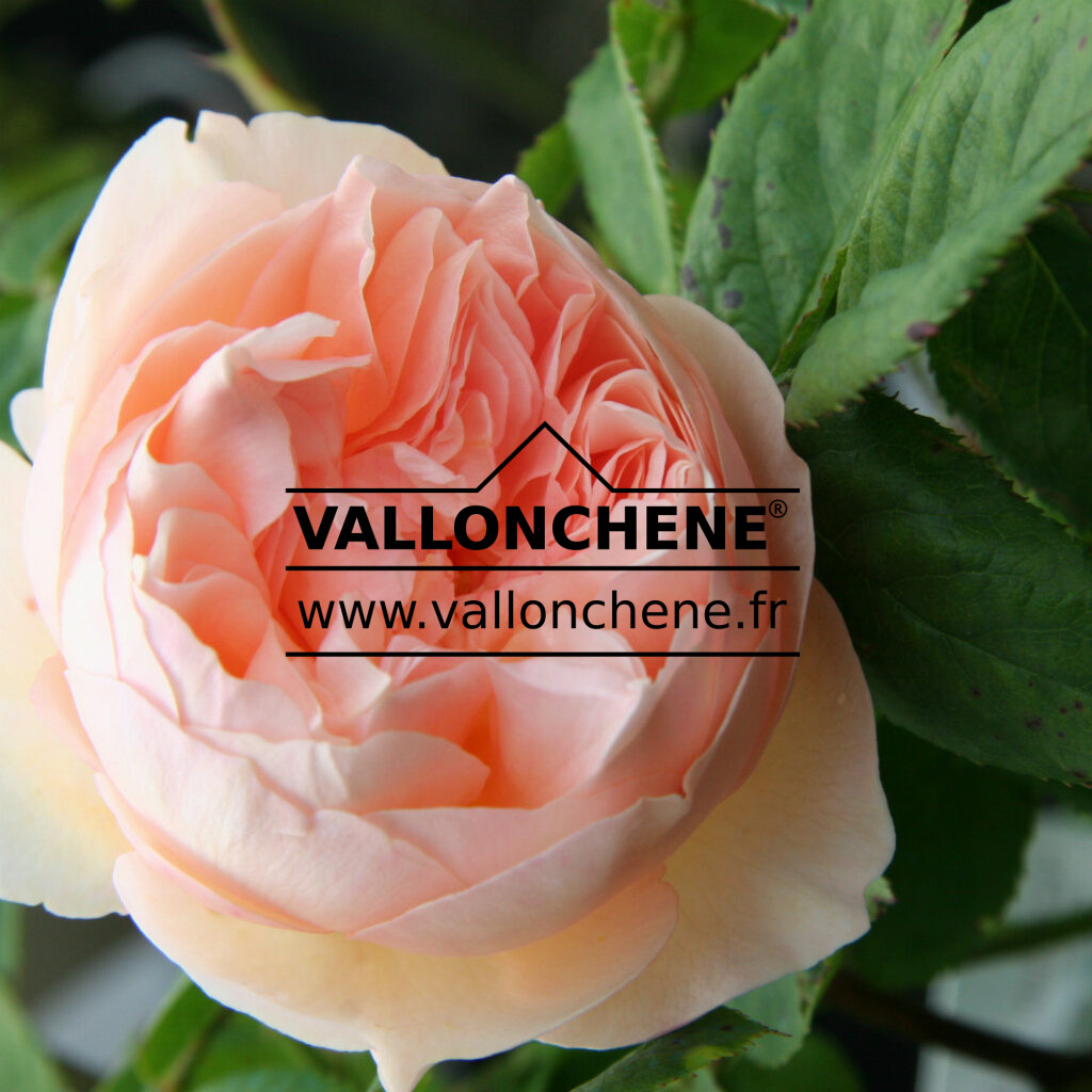 ROSA 'The Shepherdess'